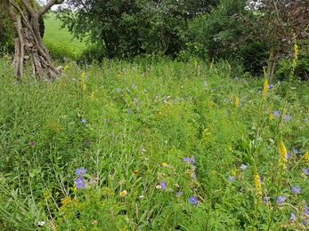 MWT Wildlife Gardening Scheme | Montgomeryshire Wildlife Trust