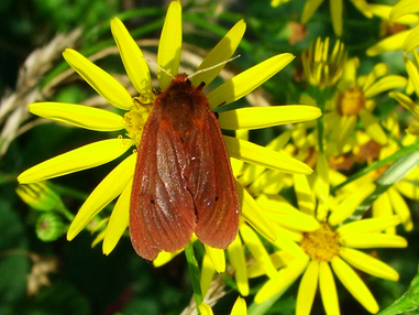 Common Ragwort | Montgomeryshire Wildlife Trust