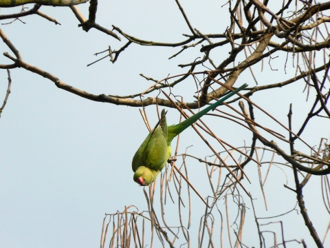 young ring necked parakeet