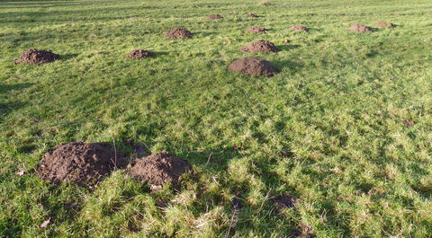 Moles & molehills | Montgomeryshire Wildlife Trust