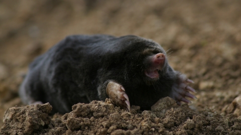 Mole | Montgomeryshire Wildlife Trust