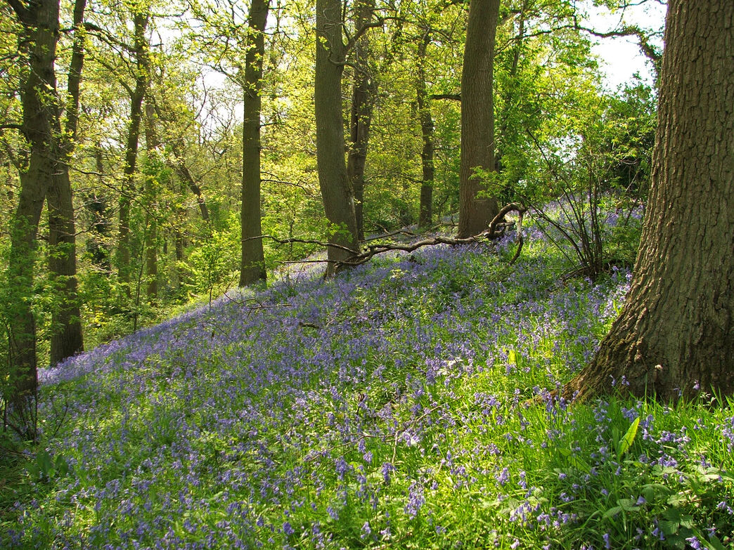 Local Wildlife Sites | Montgomeryshire Wildlife Trust