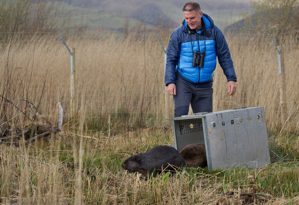 The Cors Dyfi Beavers are here! | Montgomeryshire Wildlife Trust