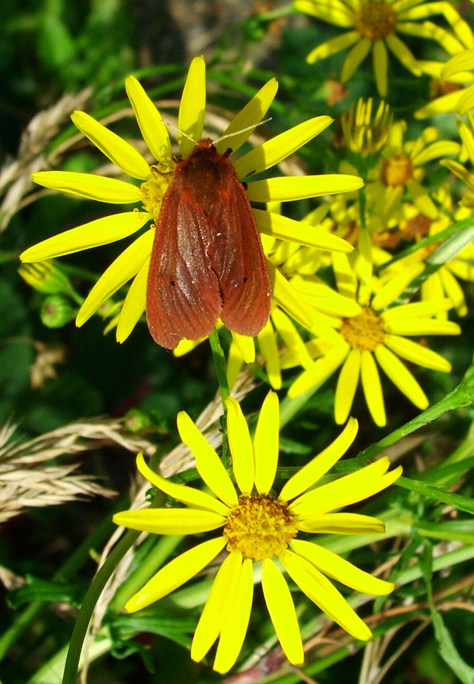 Common Ragwort | Montgomeryshire Wildlife Trust