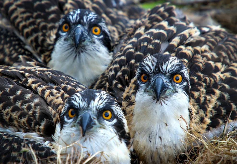 Dyfi Osprey Project | Montgomeryshire Wildlife Trust