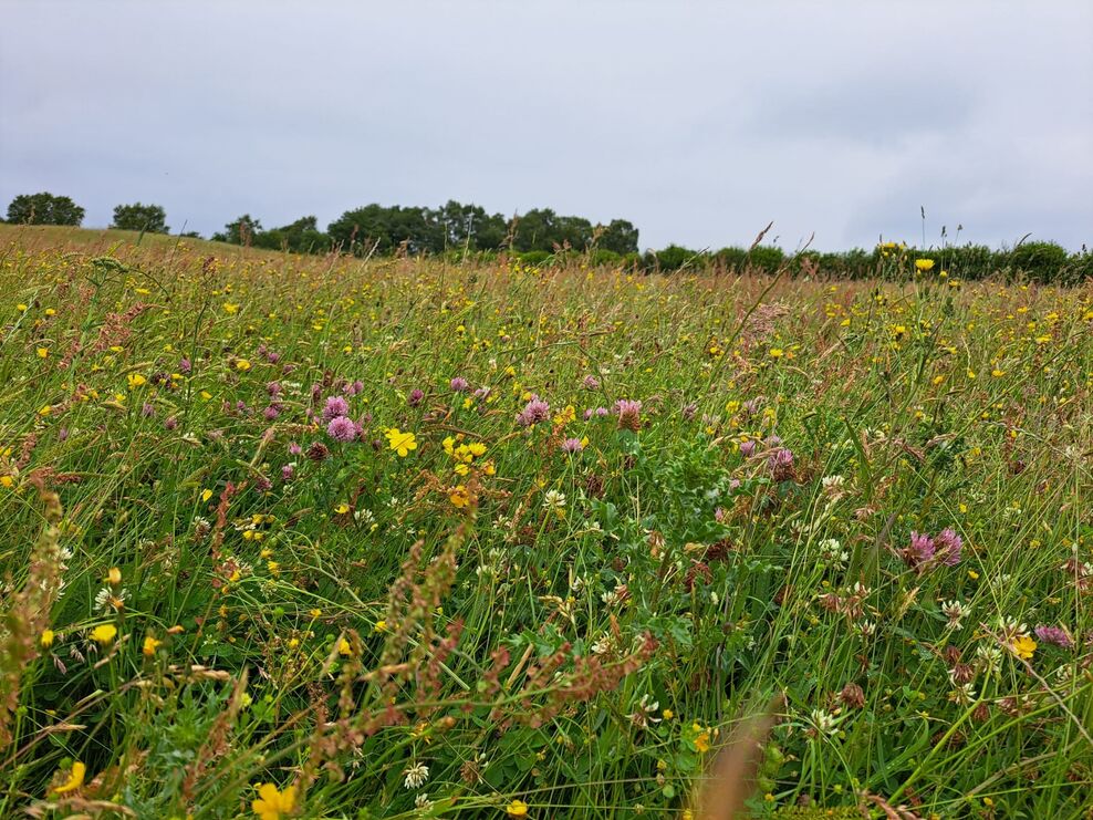Grassland Communities | Montgomeryshire Wildlife Trust