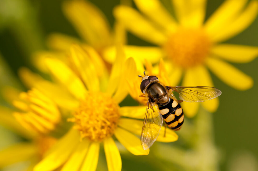 Common Ragwort | Montgomeryshire Wildlife Trust