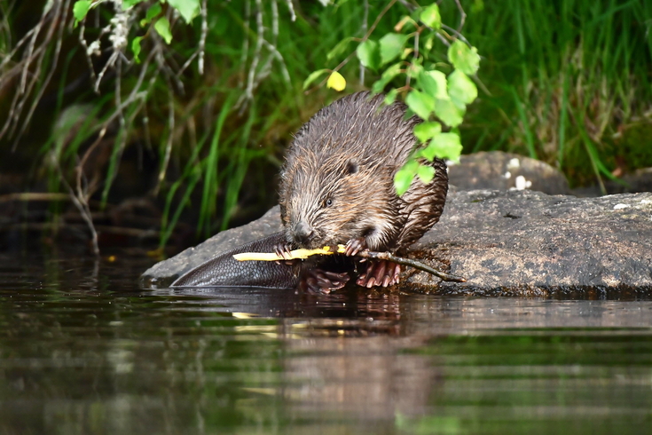 Welsh Beaver Project | Montgomeryshire Wildlife Trust