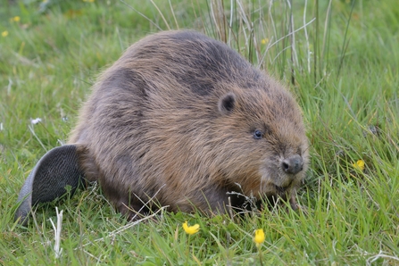Welsh Beaver Project | Montgomeryshire Wildlife Trust